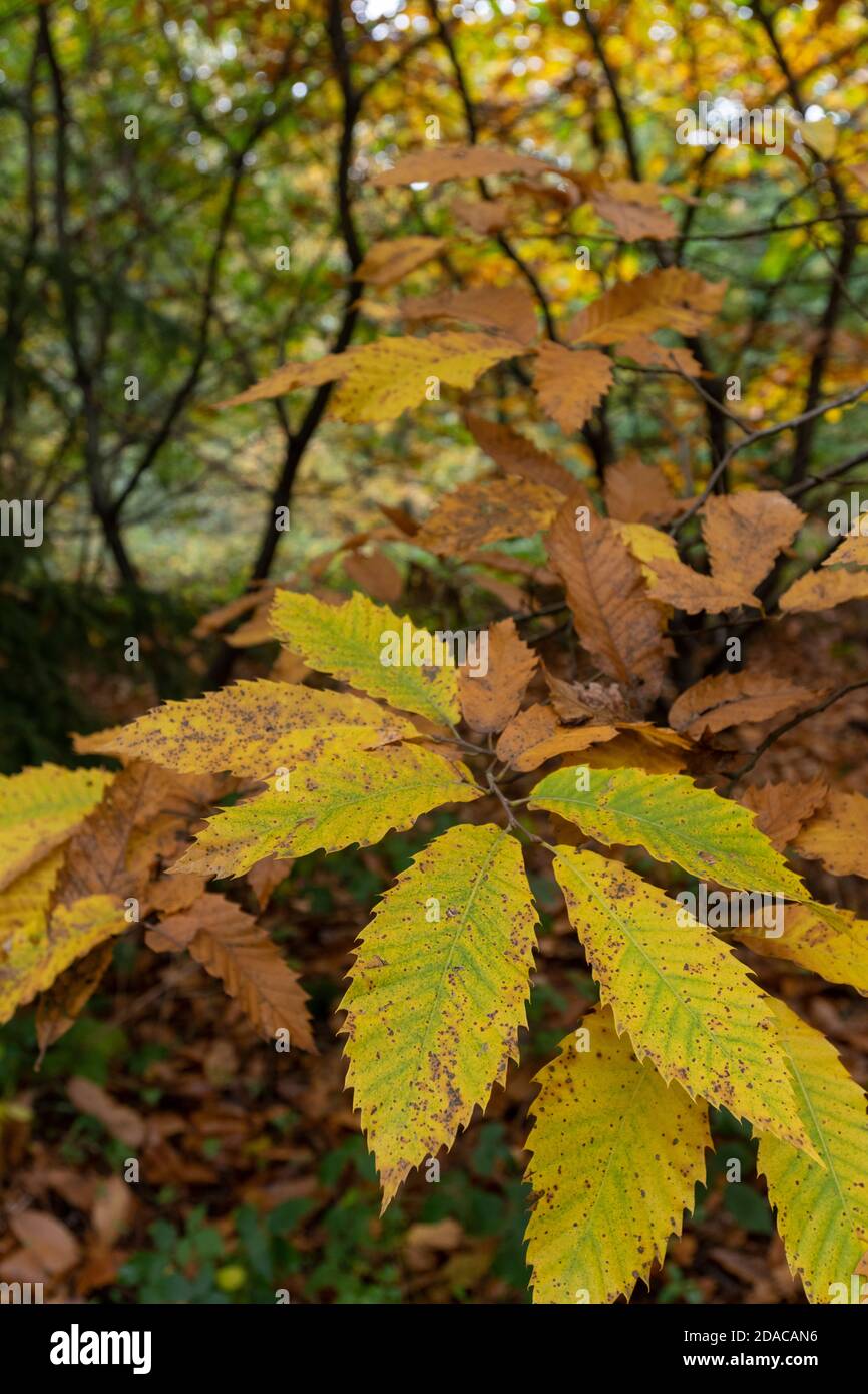 Feuilles En Banque d'image et photos - Alamy