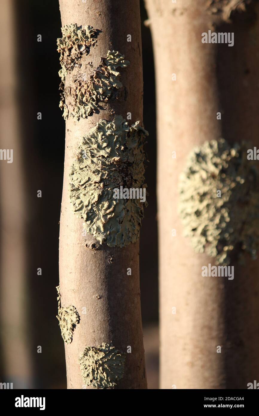 Lichen on trees Banque de photographies et d’images à haute résolution ...