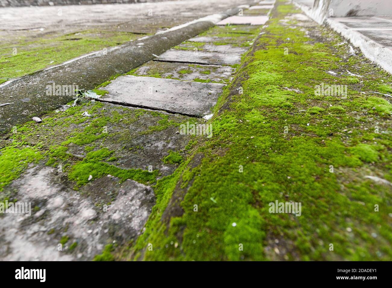 Sol mousse et pierres Banque de photographies et d’images à haute ...