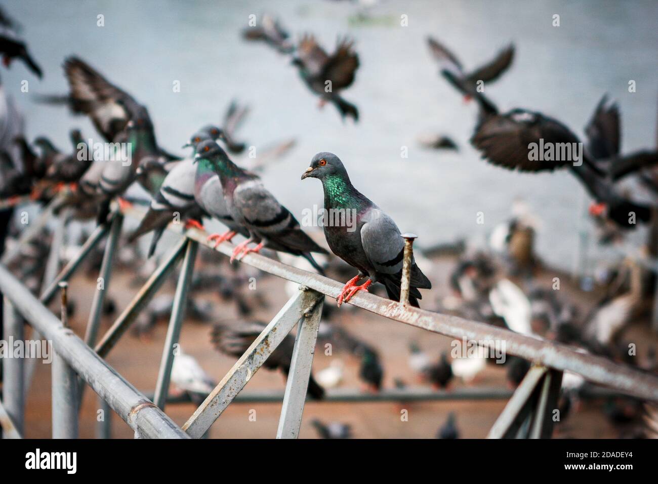 Colombe qui vole avec paysage Banque de photographies et d’images à ...
