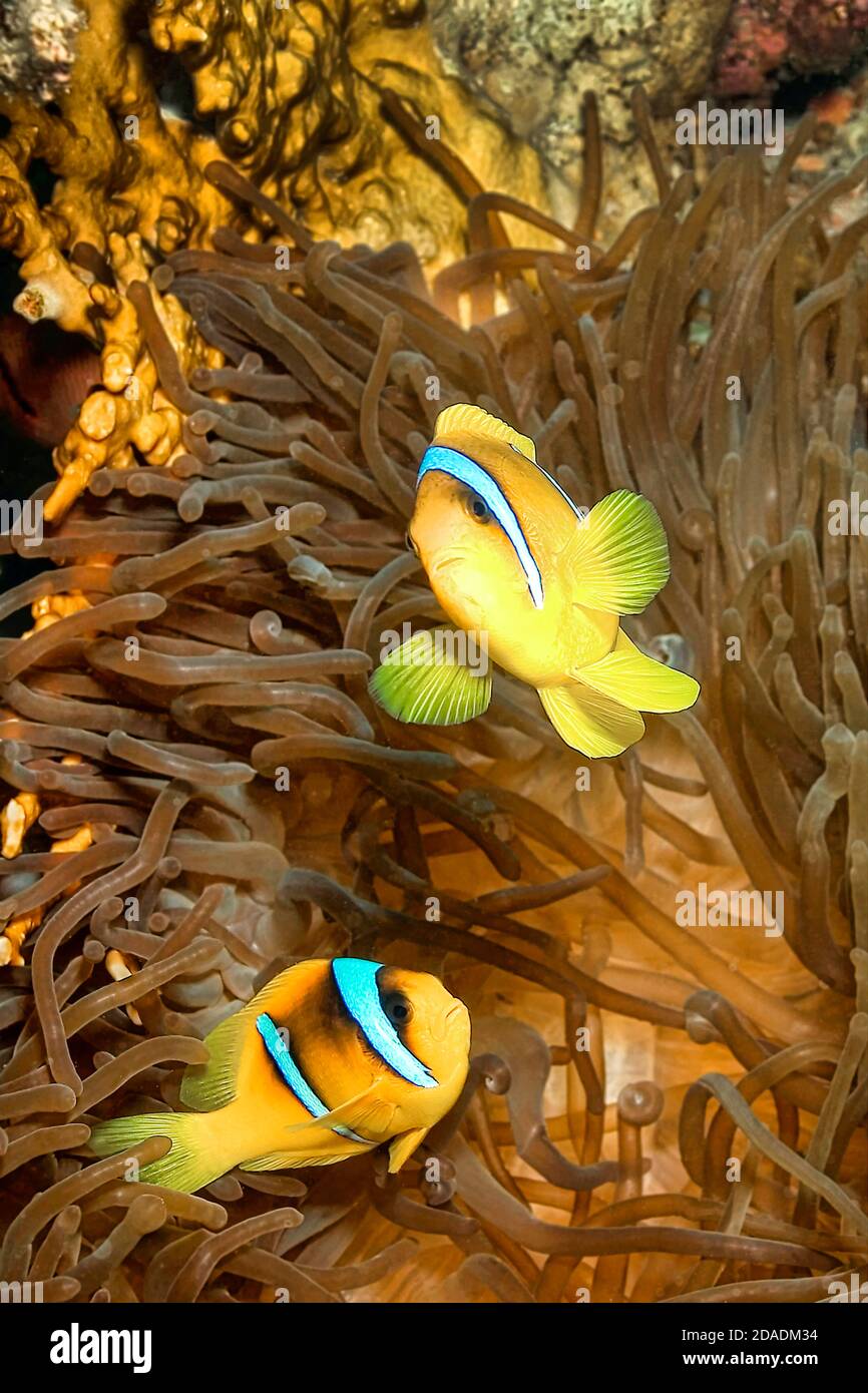 Poisson-clowfish de la mer Rouge, poisson-anemonefish à deux bandes ...