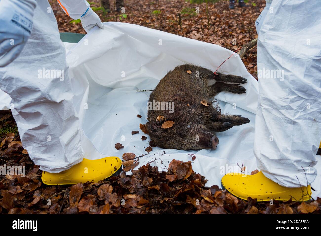 Sanglier mort route Banque de photographies et d’images à haute ...
