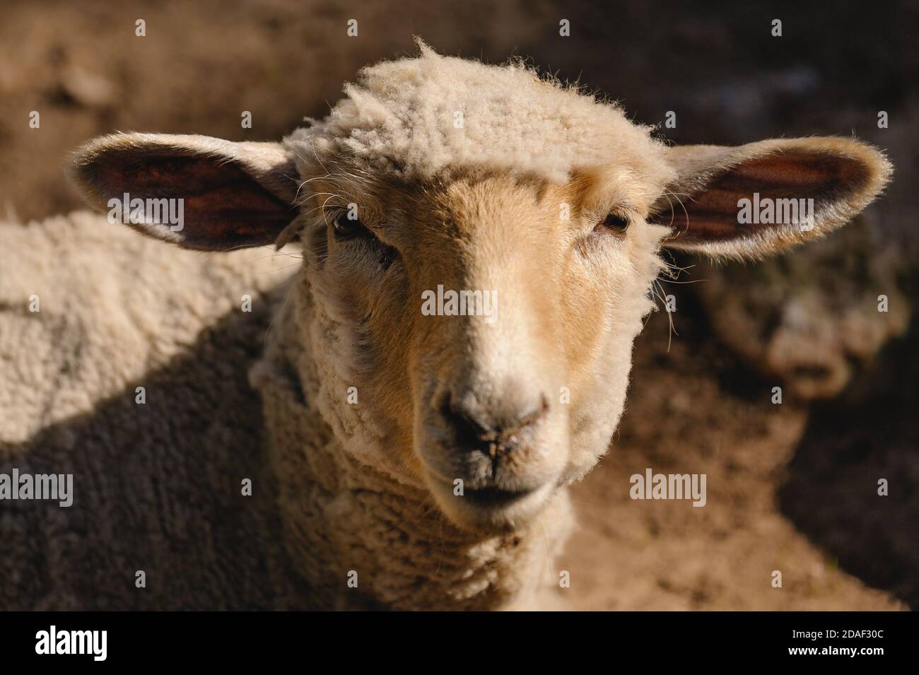 Visage de mouton Banque de photographies et d’images à haute résolution ...