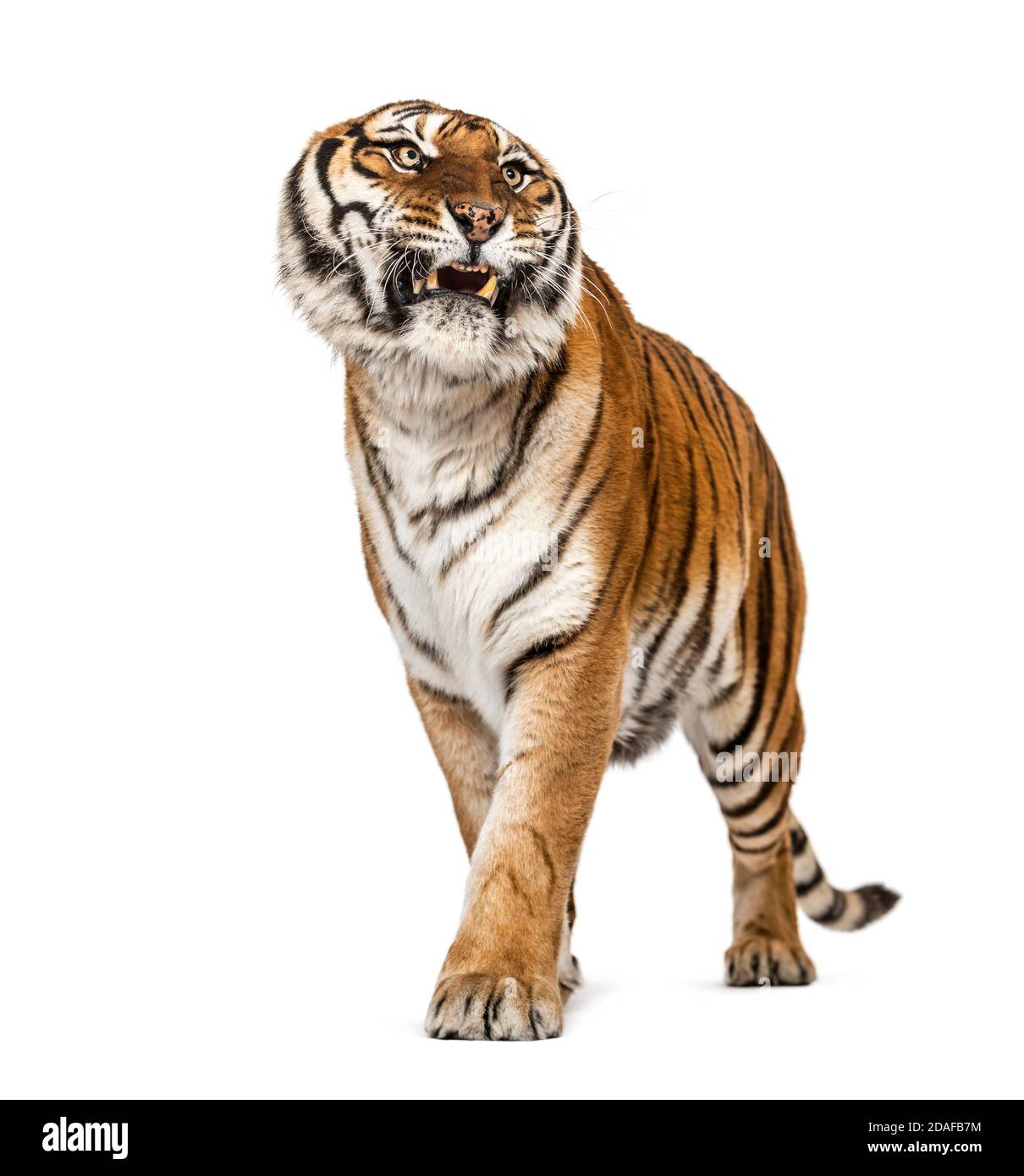 Angry tiger Banque de photographies et d’images à haute résolution - Alamy
