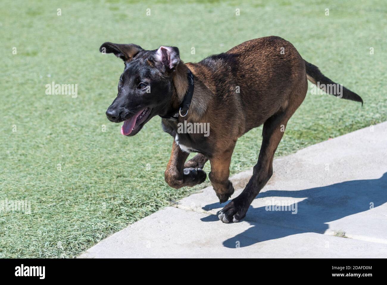Chiot malinois belge avec ses oreilles de disquettes, courant autour d ...