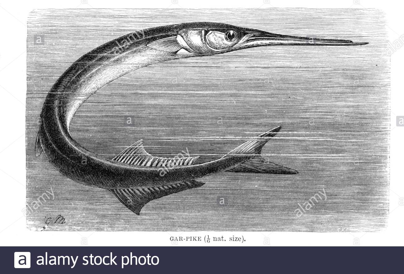 Brochet dessin Banque de photographies et d’images à haute résolution ...