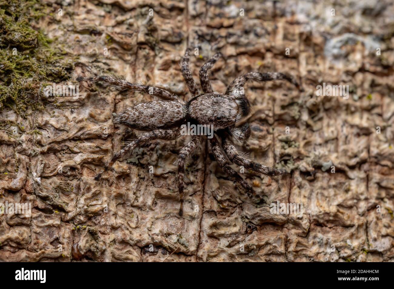 Exosquelette Animal Banque d'image et photos - Page 2 - Alamy