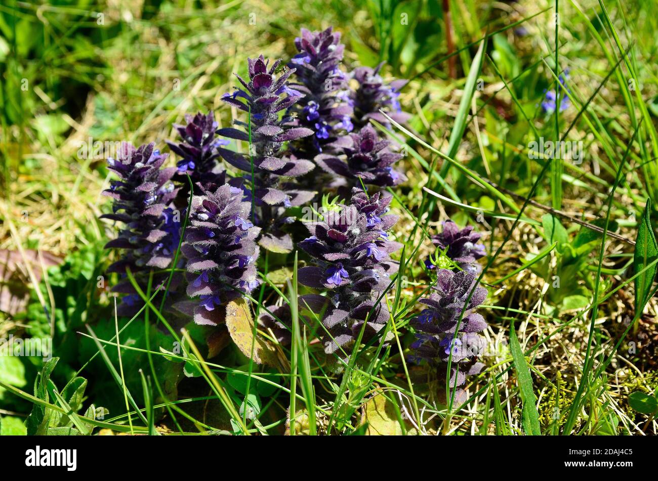 Pyramidal bugle ajuga pyramidalis Banque de photographies et d’images à ...