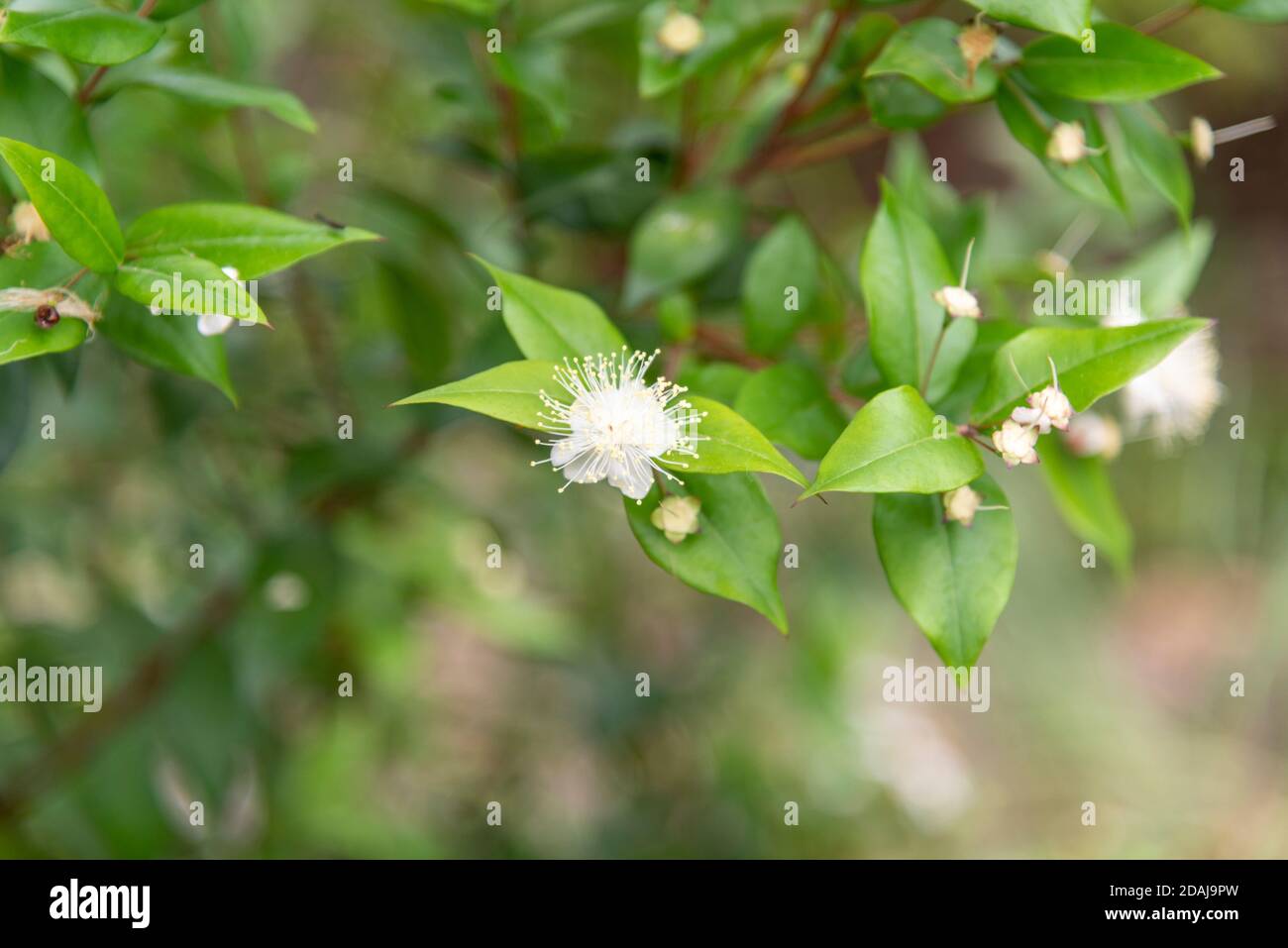 Myrtle myrtus communis Banque de photographies et d’images à haute ...