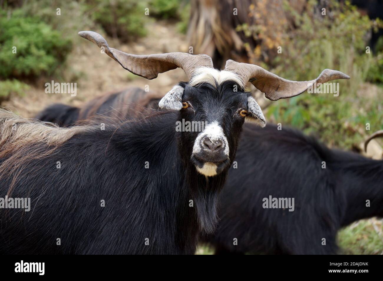 Black muzzle goat Banque de photographies et d’images à haute ...