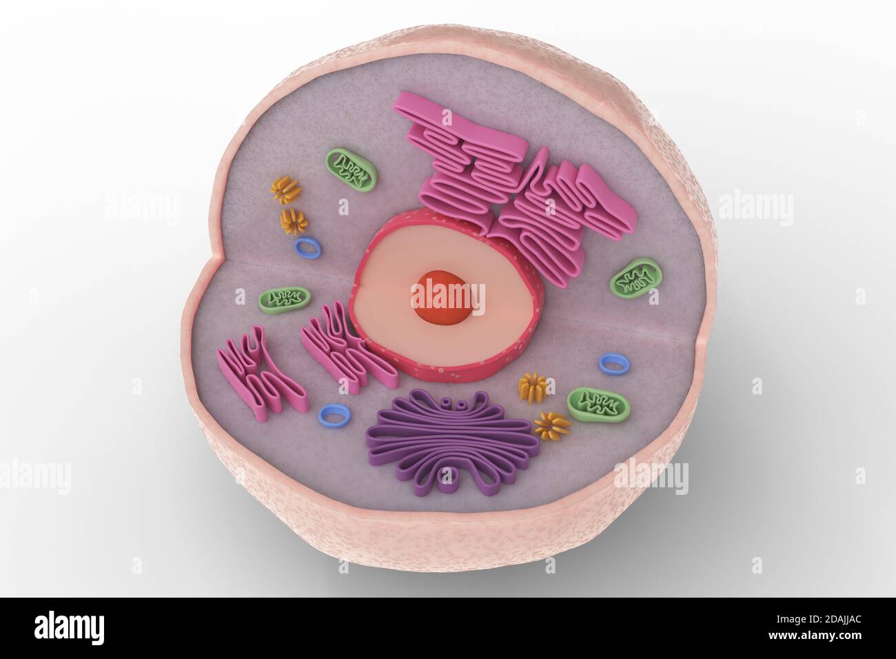 Structure anatomique des cellules humaines isolée sur fond blanc ...