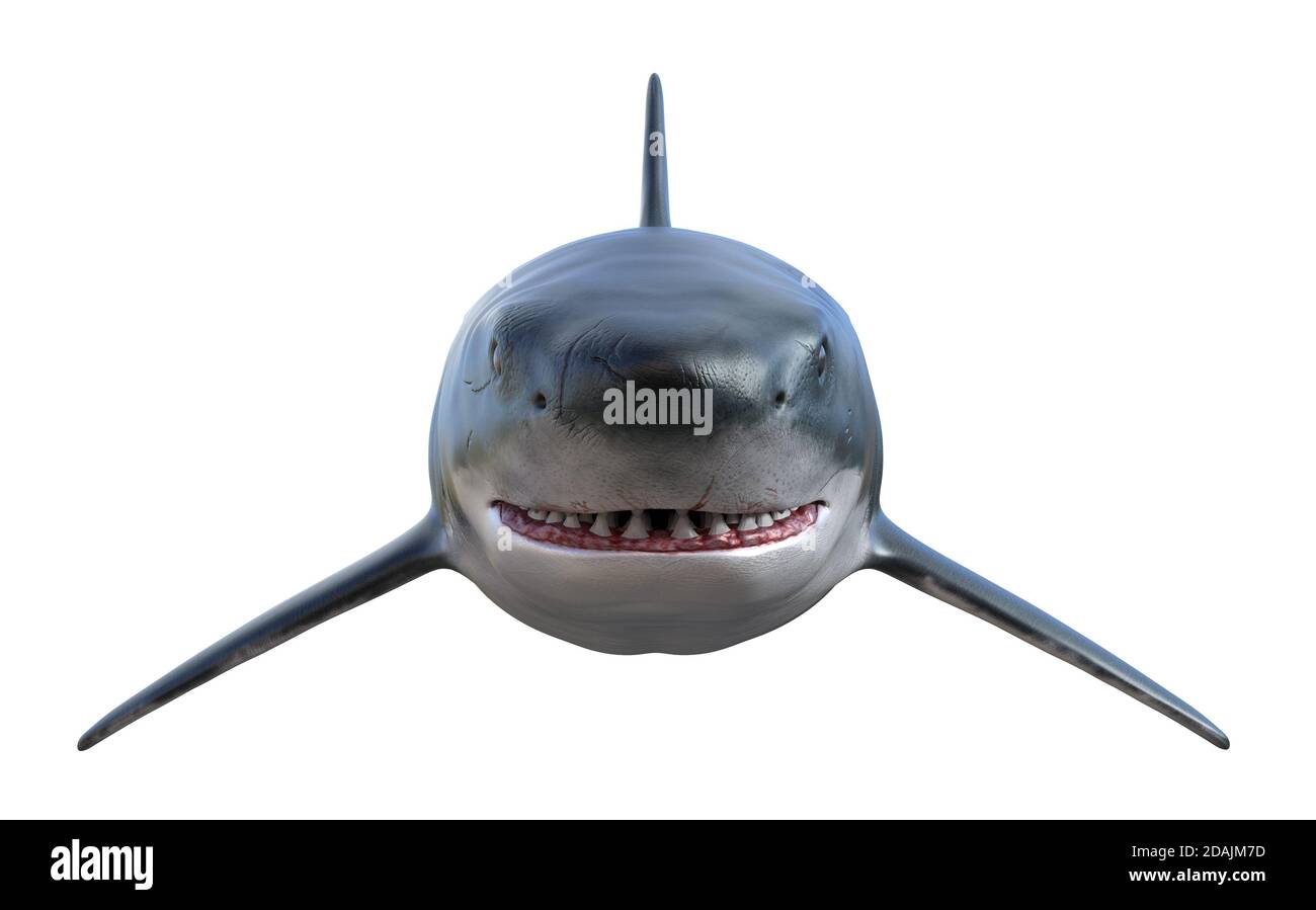 illustration 3d d'une vue de face d'un grand requin blanc avec des ...