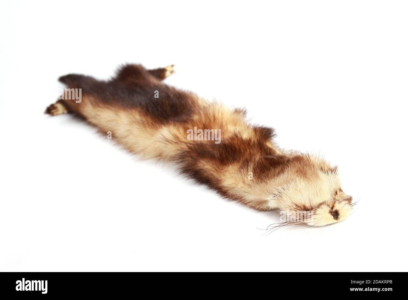 Furet animal Banque d'images détourées - Alamy