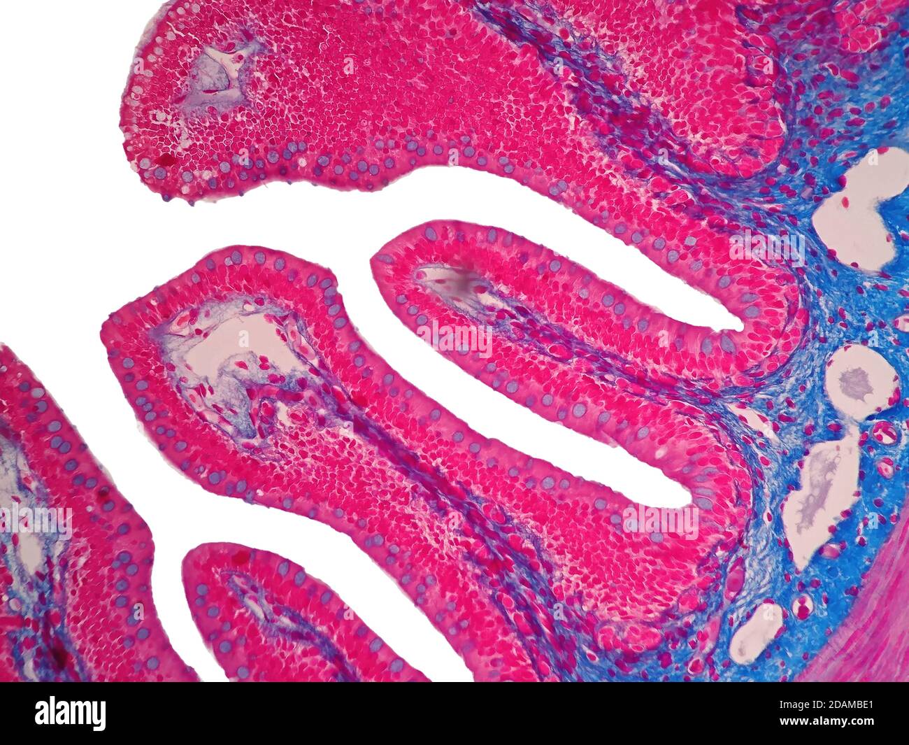 Cellule épithéliale intestinale Banque de photographies et d’images à ...