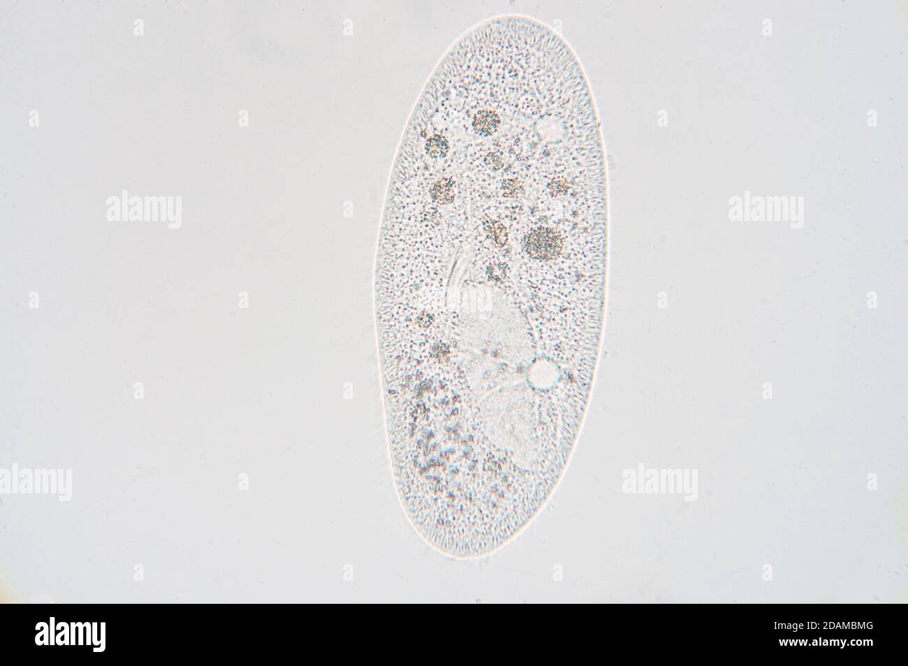Un protozoaire cilié Banque de photographies et d’images à haute ...