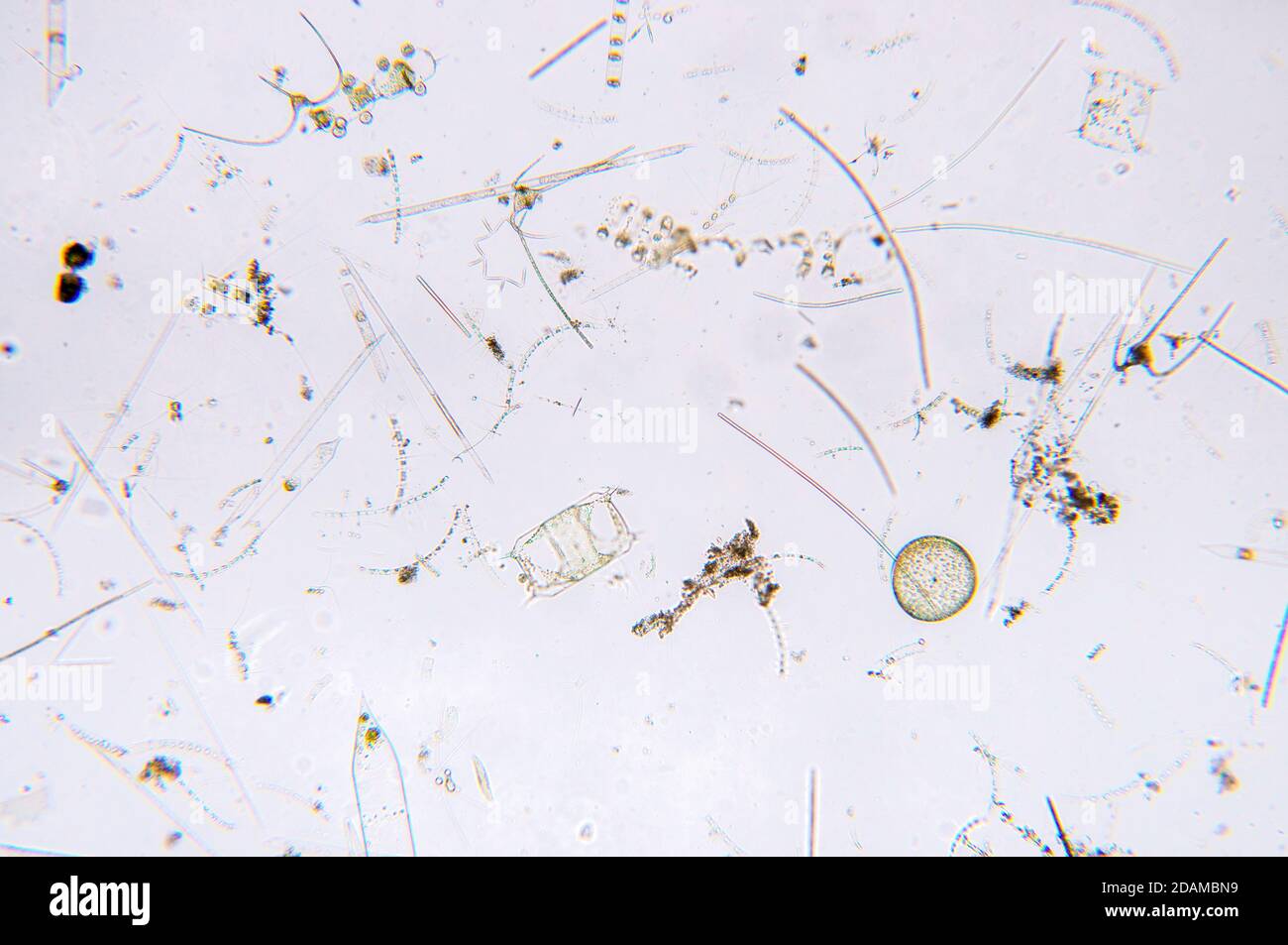 Plancton phytoplancton Banque de photographies et d’images à haute ...