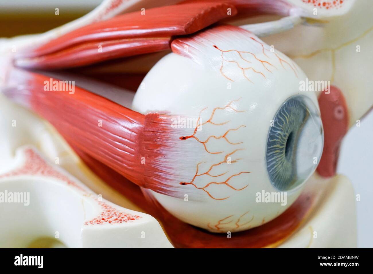 Oeil humain Banque de photographies et d’images à haute résolution - Alamy