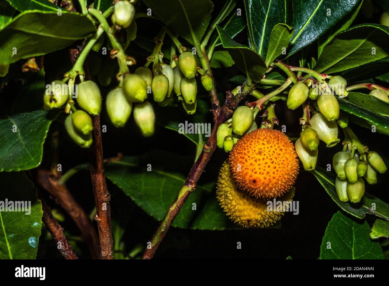 Fruits ressemblant à des baies rouges Banque de photographies et d ...