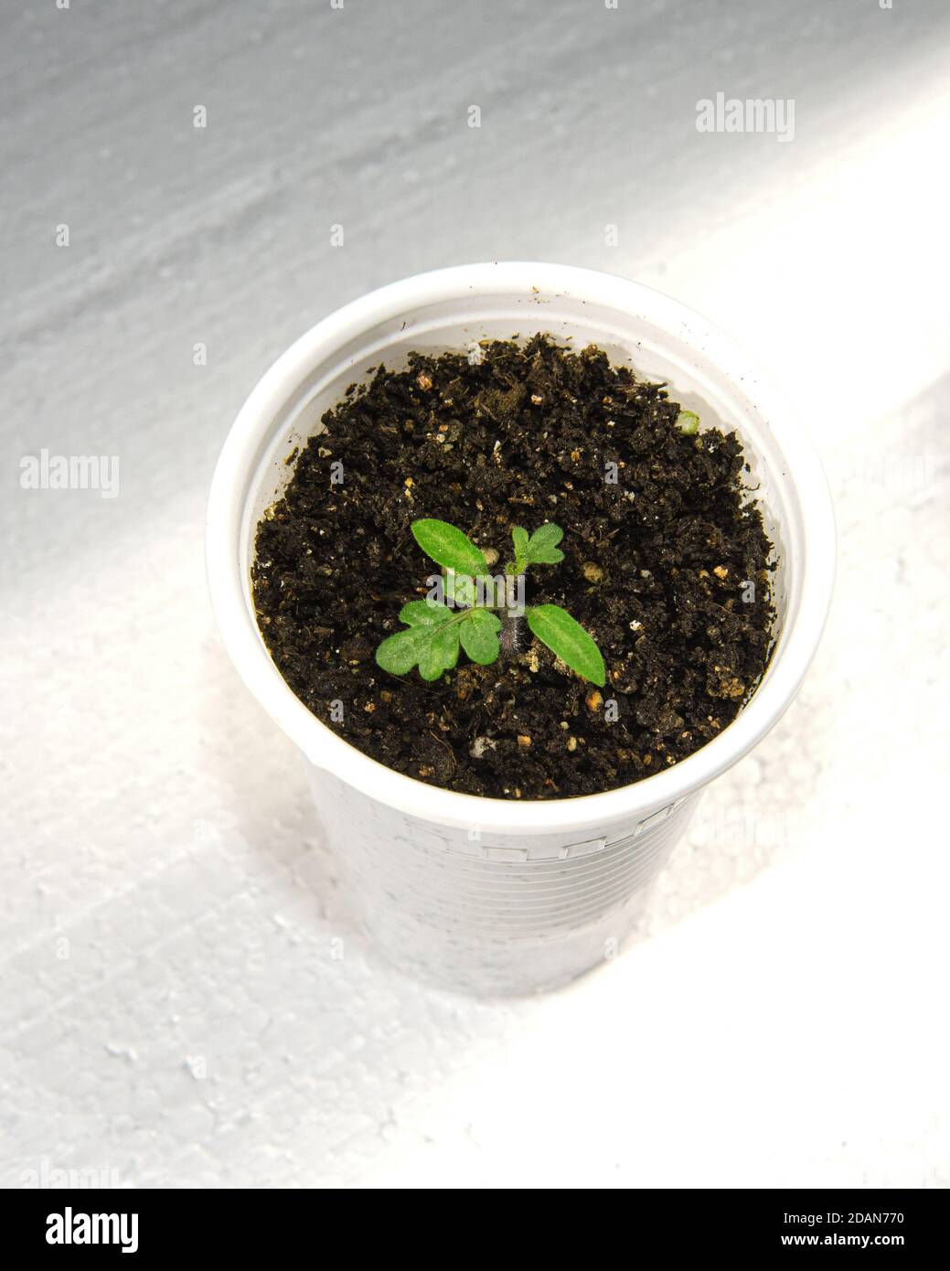 Feuille de potager Banque de photographies et d’images à haute ...