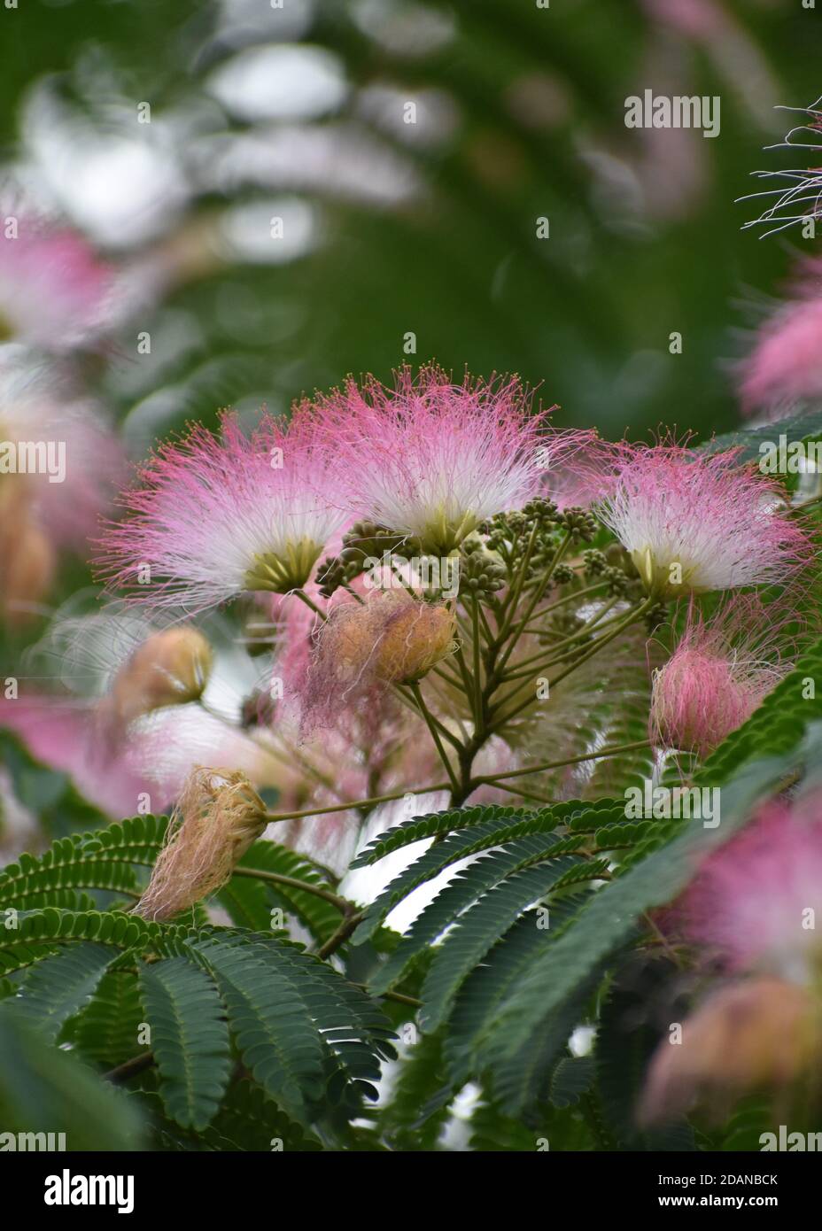 Mimosa Rose Banque d'image et photos - Alamy
