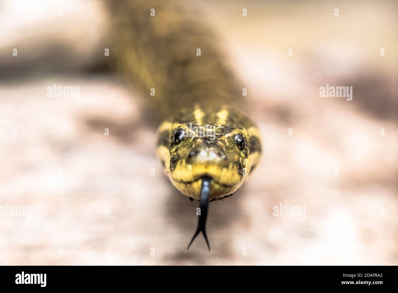 Serpent anaconda blanc et jaune Banque de photographies et d’images à ...