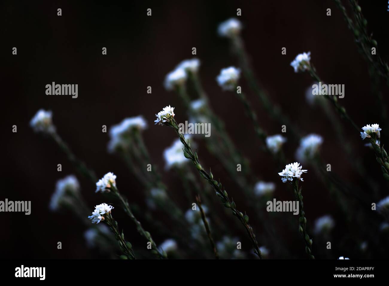 Forst zinna Banque de photographies et d’images à haute résolution - Alamy