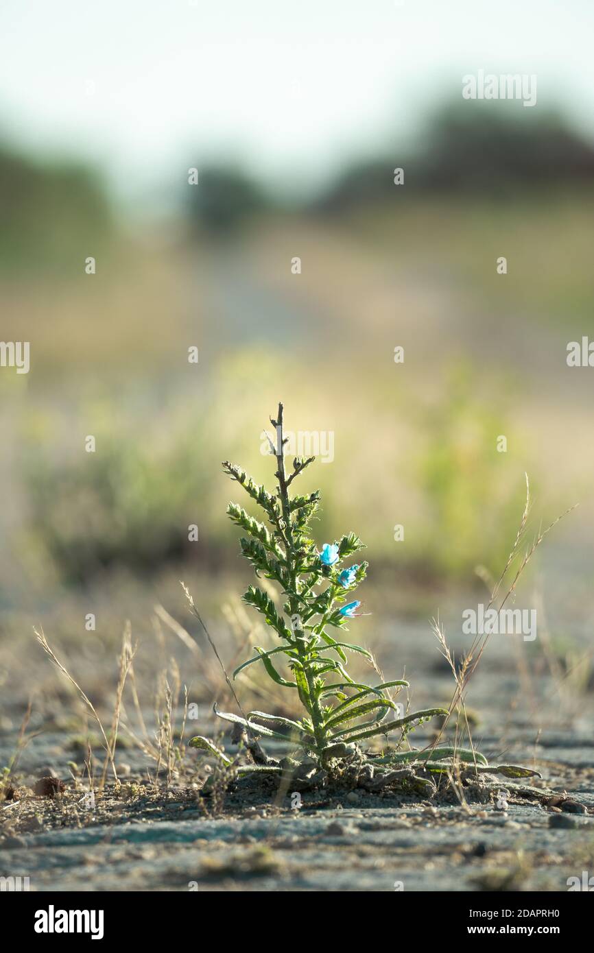 Forst zinna Banque de photographies et d’images à haute résolution - Alamy