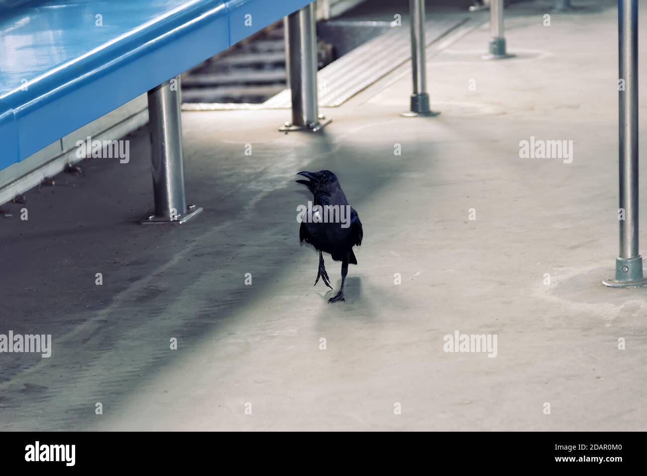 Indian House Crow s'est envolé dans la gare et les mâchoires. Au Sri ...