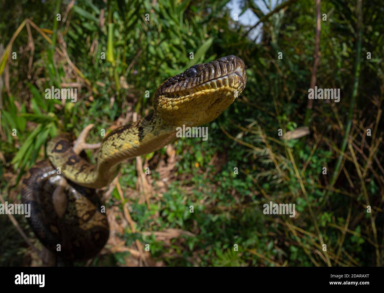 Madagascar boa constrictor Banque de photographies et d’images à haute ...