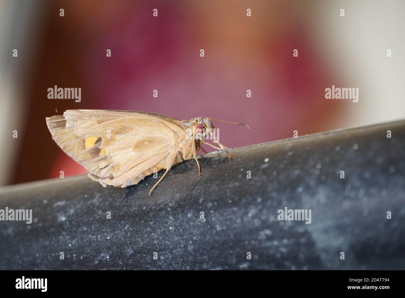 Papillon Marron Et Blanc Banque d'image et photos - Alamy