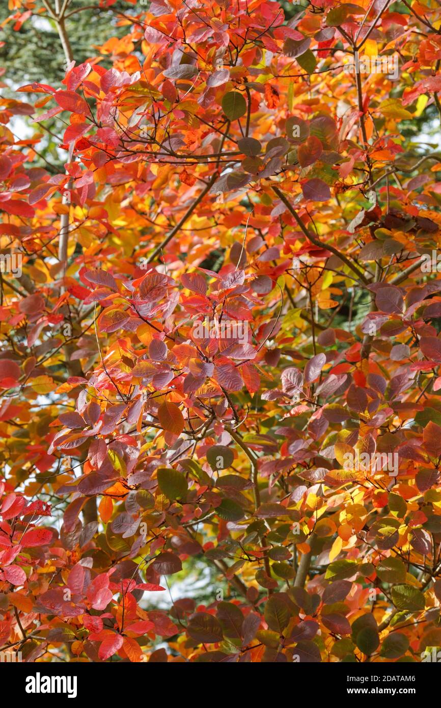 Arbustes d'automne Banque de photographies et d’images à haute ...