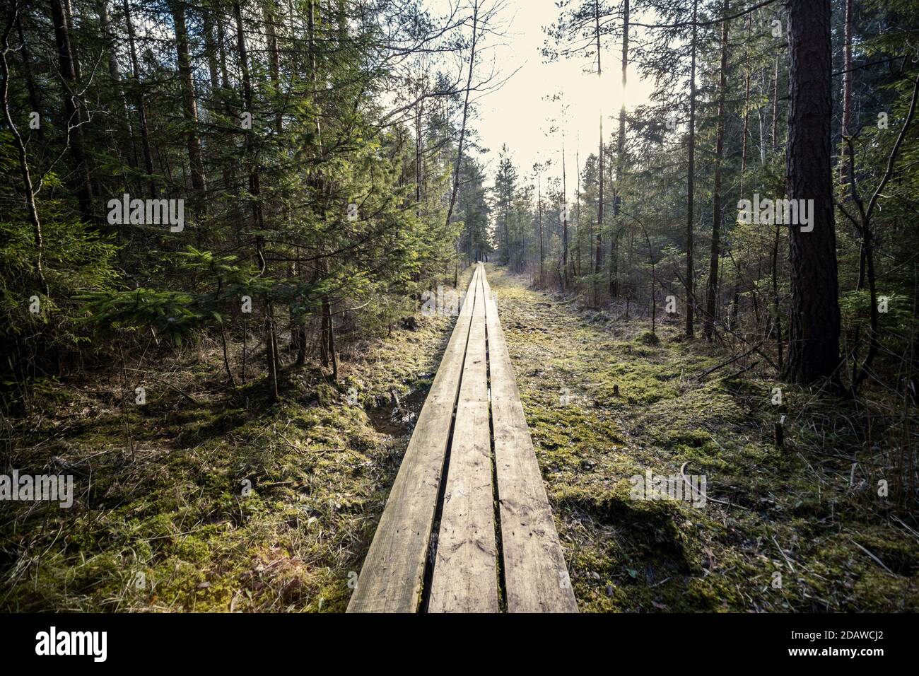 sentier de promenade en bois dans la forêt verte d'automne avec ...