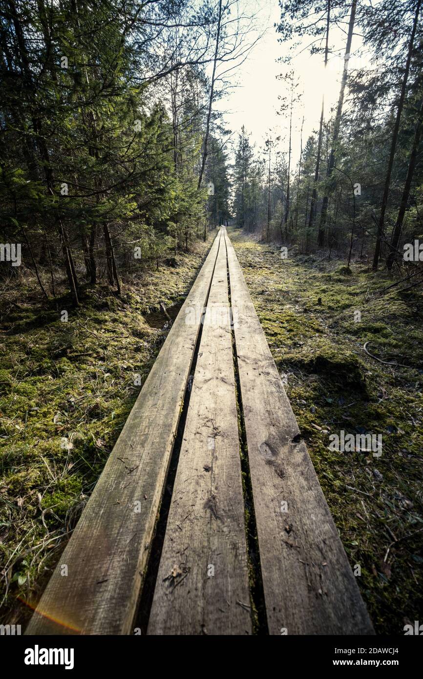 sentier de promenade en bois dans la forêt verte d'automne avec ...