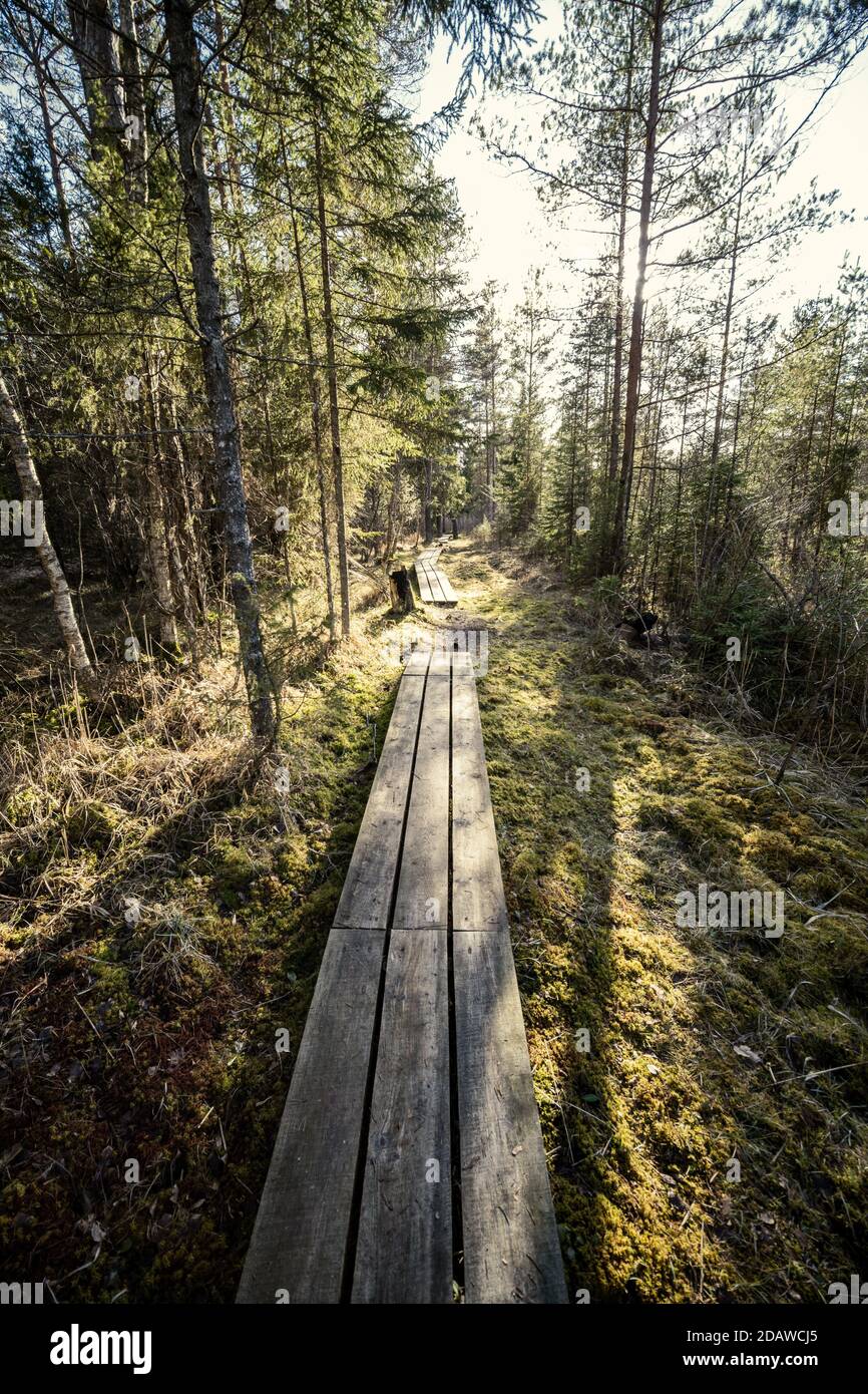 sentier de promenade en bois dans la forêt verte d'automne avec ...