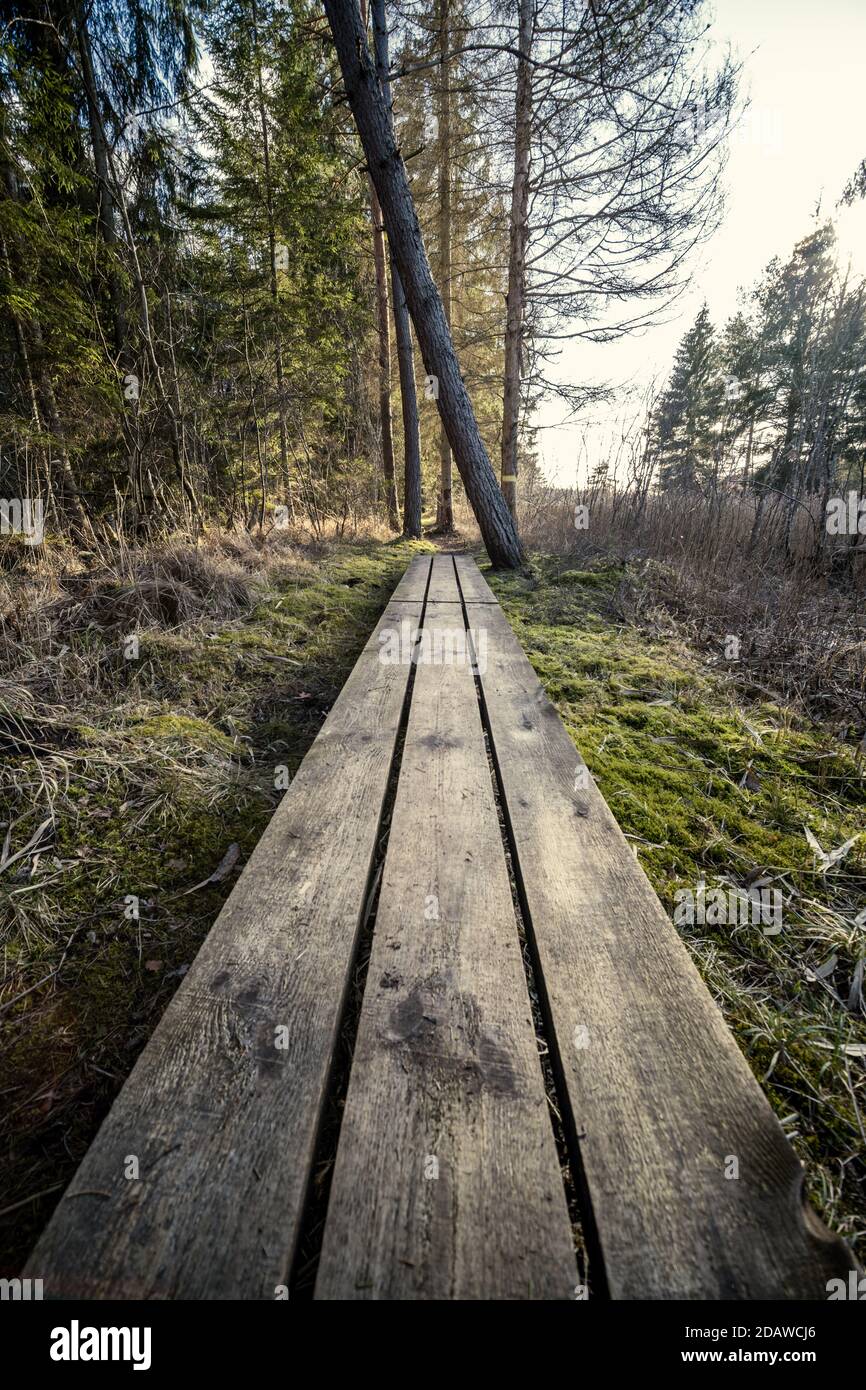 sentier de promenade en bois dans la forêt verte d'automne avec ...