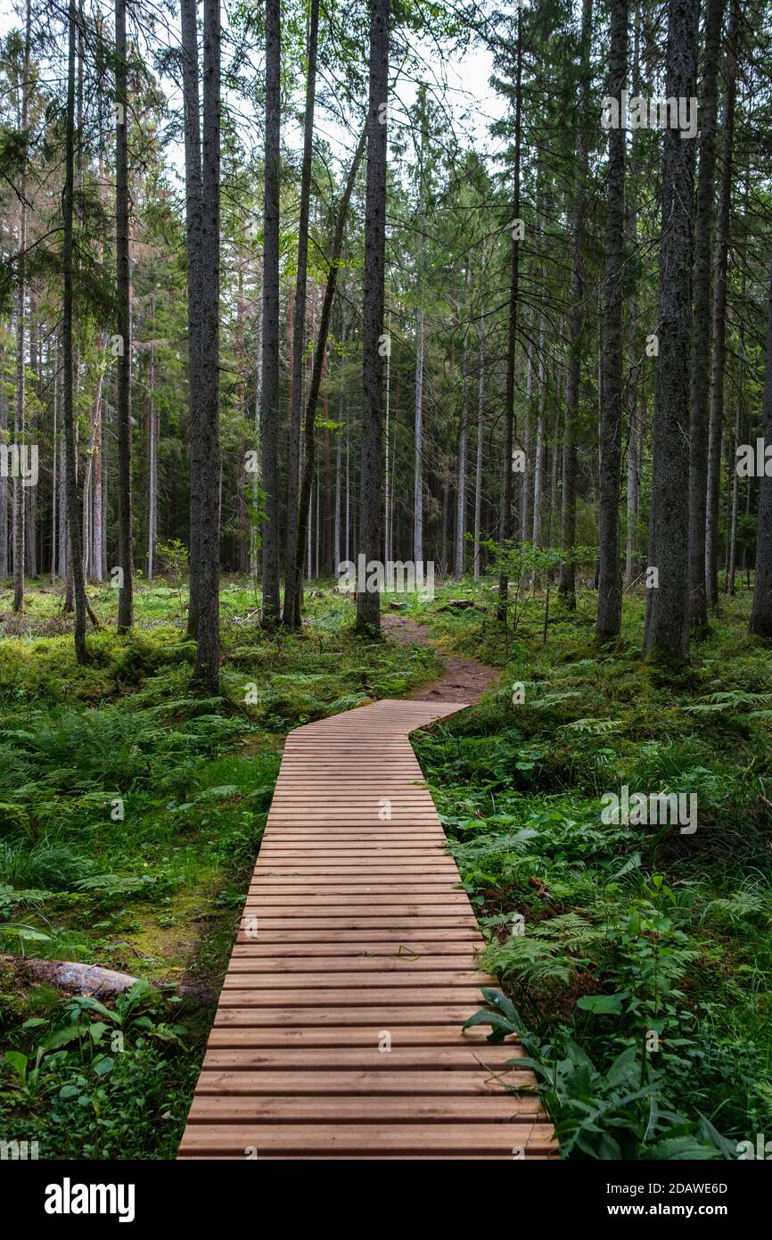 sentier de promenade en bois dans la forêt verte d'automne avec ...