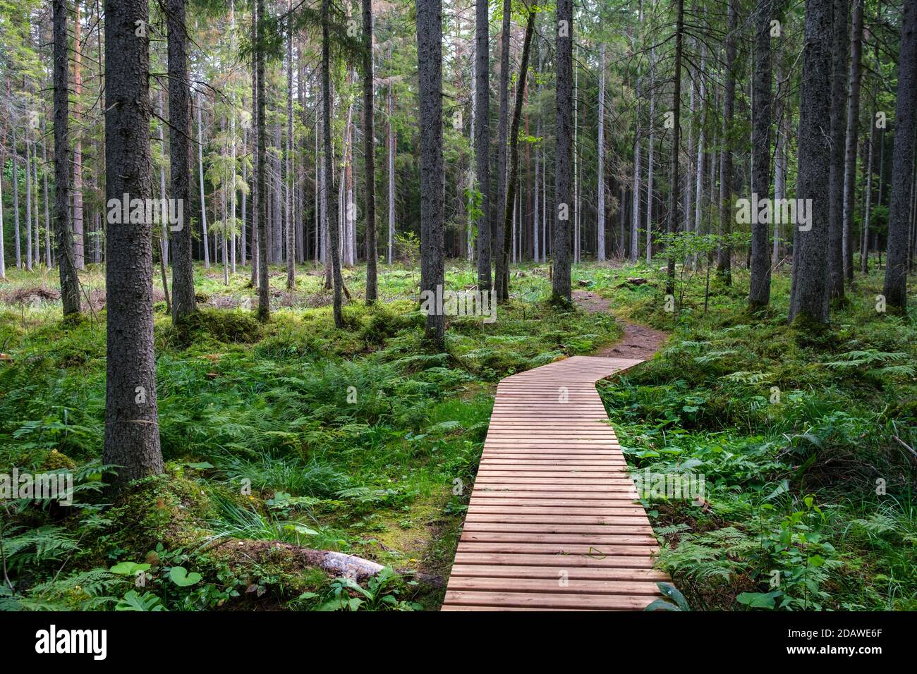 sentier de promenade en bois dans la forêt verte d'automne avec ...