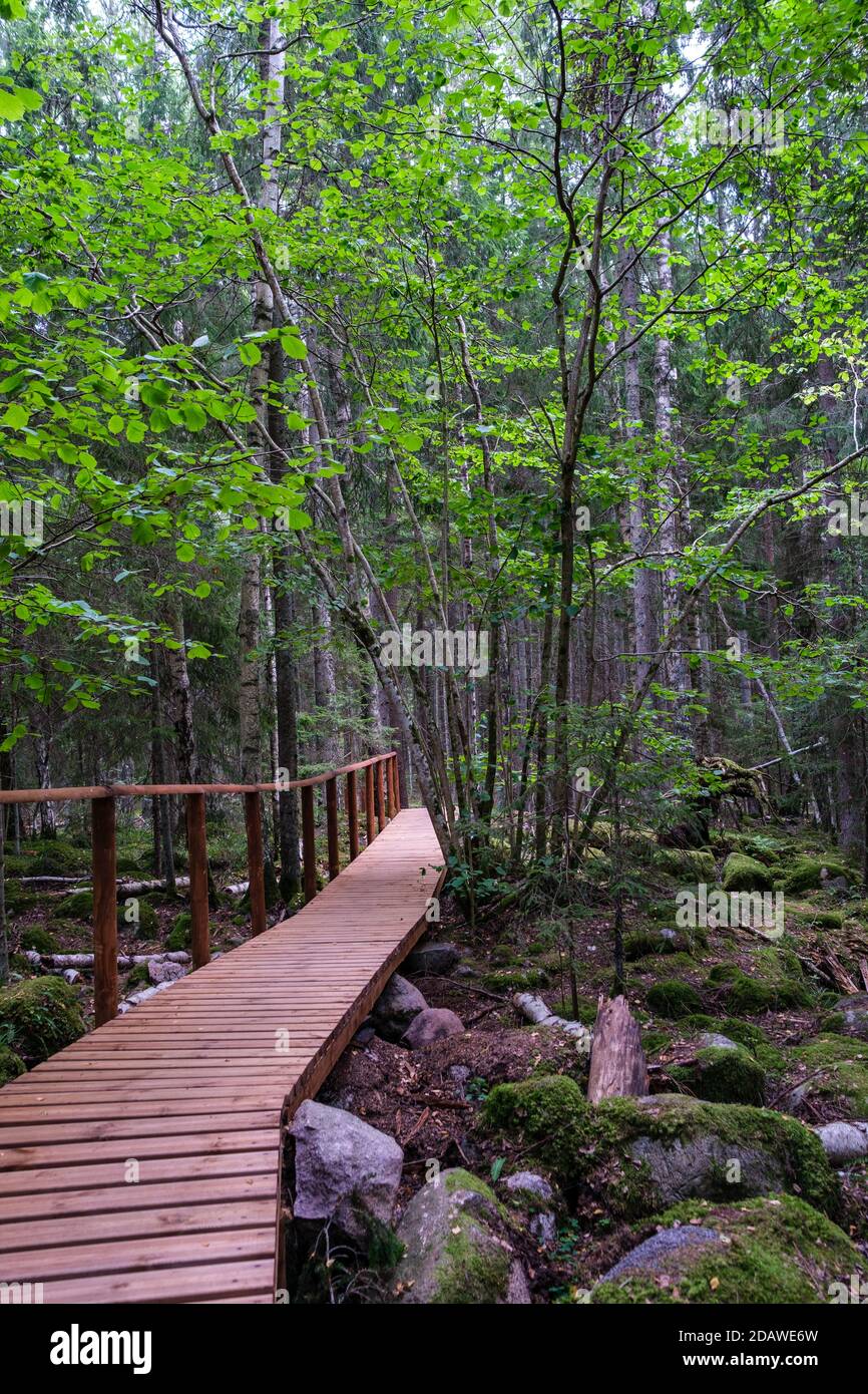 sentier de promenade en bois dans la forêt verte d'automne avec ...