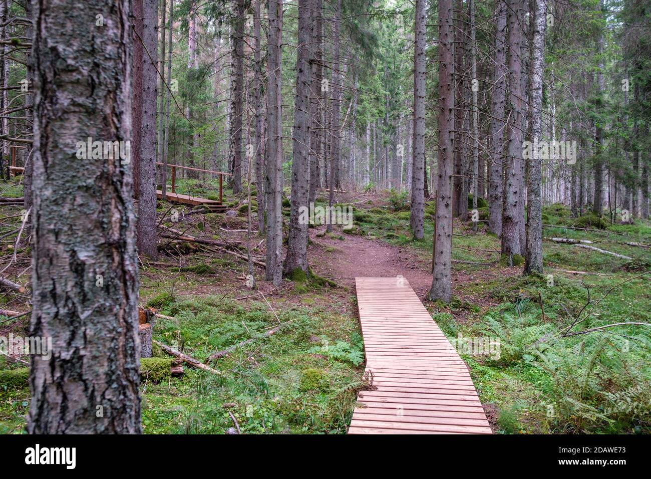 sentier de promenade en bois dans la forêt verte d'automne avec ...