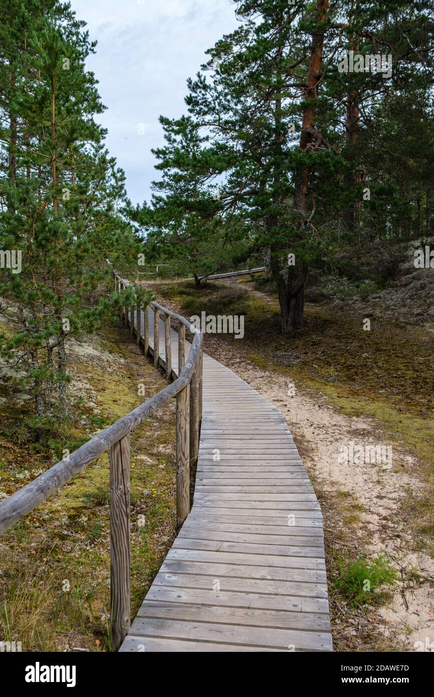 sentier de promenade en bois dans la forêt verte d'automne avec ...