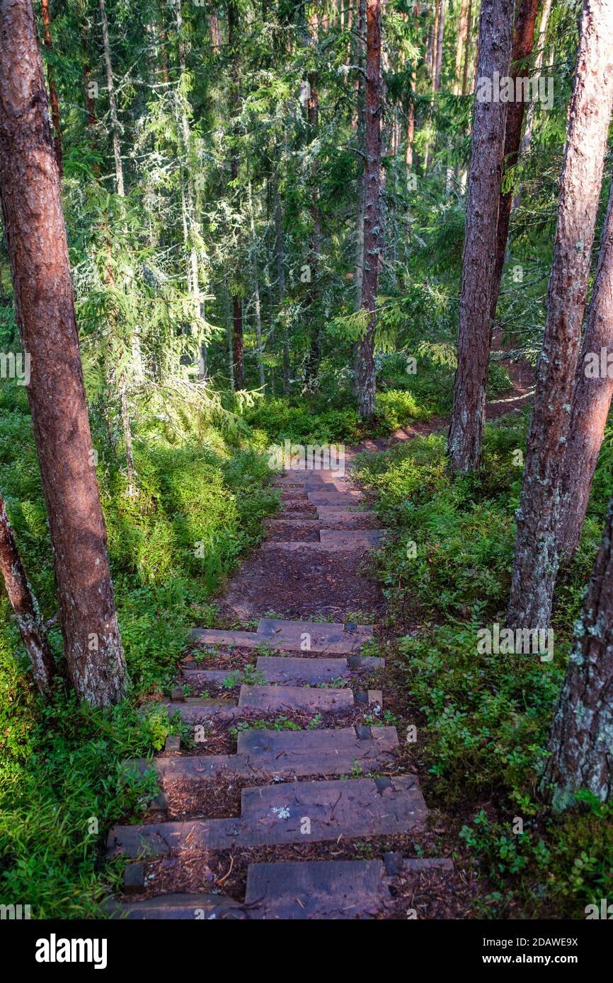 sentier de promenade en bois dans la forêt verte d'automne avec ...