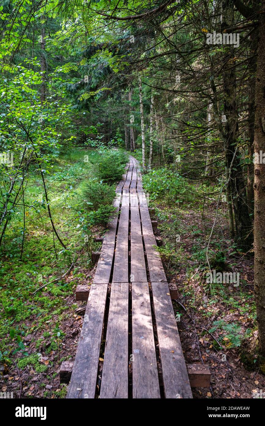 sentier de promenade en bois dans la forêt verte d'automne avec ...