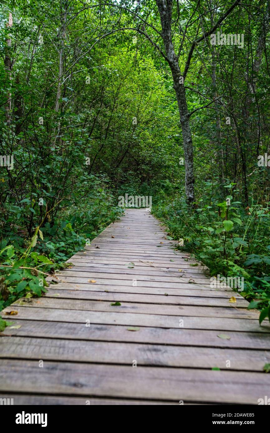 sentier de promenade en bois dans la forêt verte d'automne avec ...