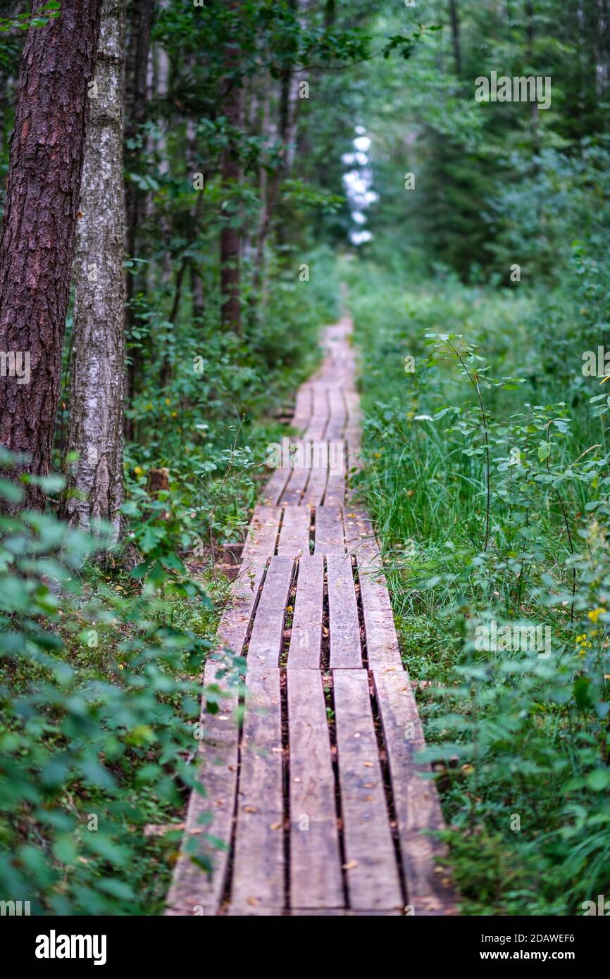 sentier de promenade en bois dans la forêt verte d'automne avec ...