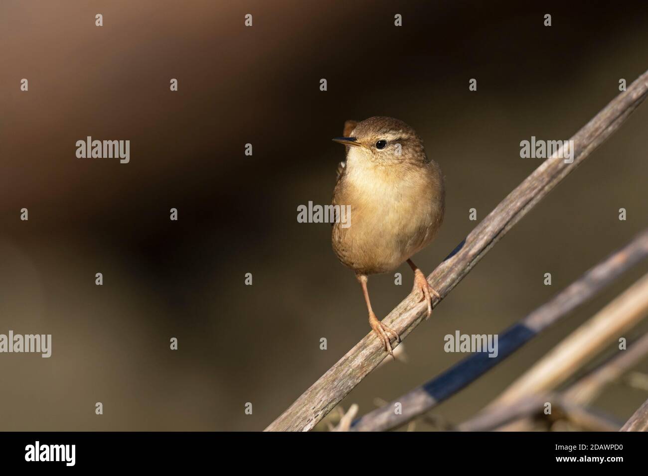 Wren bird songbird wrens oiseaux Banque de photographies et d’images à ...