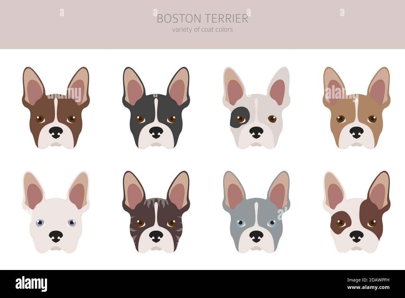Brindle boston terrier Banque d'images vectorielles - Alamy