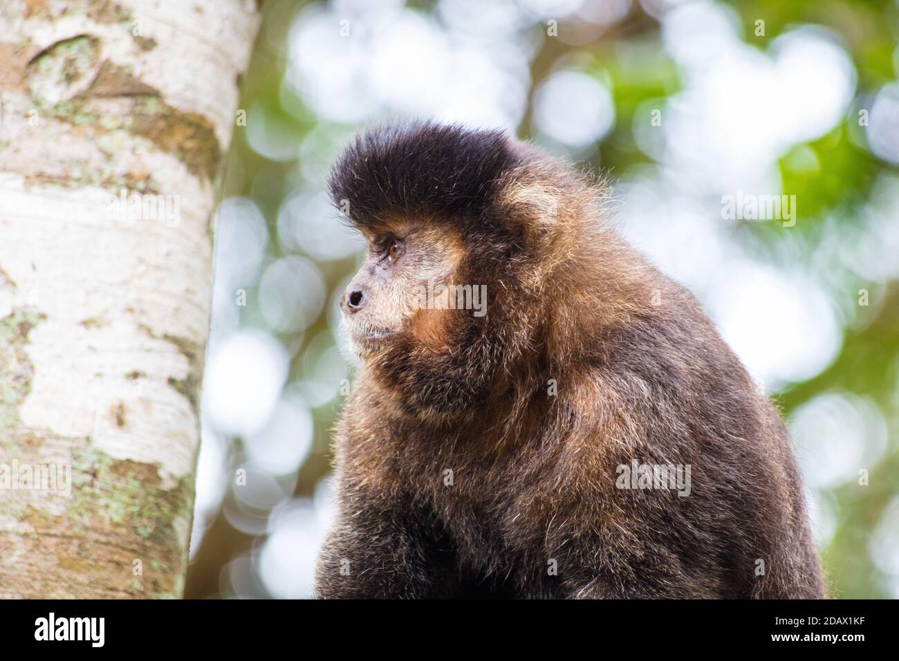 Singe drôle Banque de photographies et d’images à haute résolution - Alamy