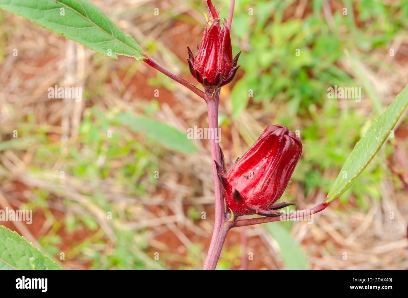 Plantes de roselle verte Banque de photographies et d’images à haute ...
