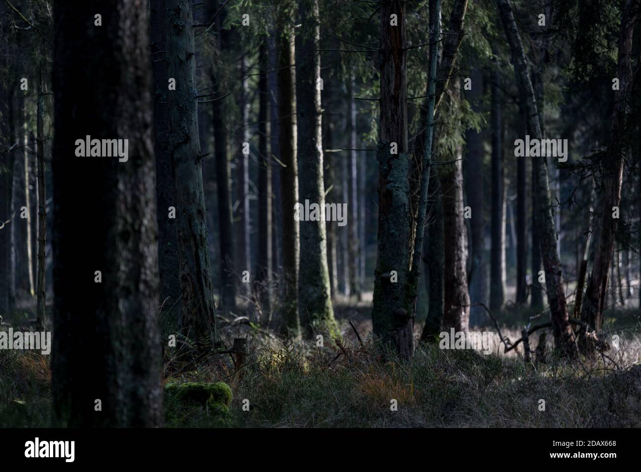 Forêt vierge Banque de photographies et d’images à haute résolution - Alamy