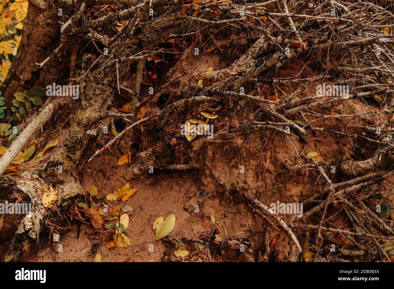 Racines d'arbres poussant en surface Banque de photographies et d ...